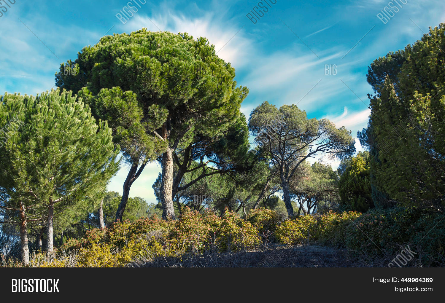 EcoShield Palm & Pine Care